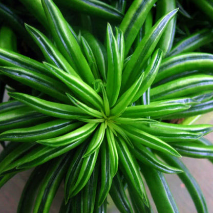 Peperomia 'Happy Bean' | Pincushion Peperomia – Gardeners Dream