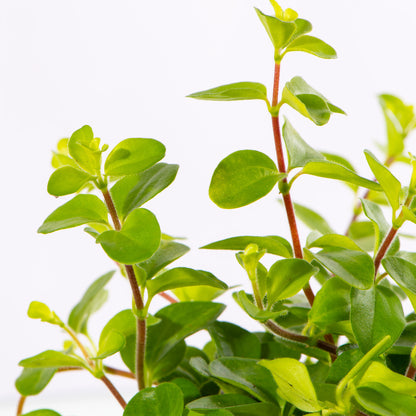 Baby Peperomia rotundifolia | Trailing Jade Plant – Gardeners Dream