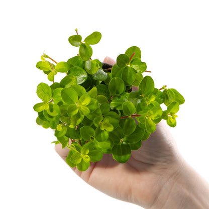 Baby Peperomia rotundifolia | Trailing Jade Plant – Gardeners Dream