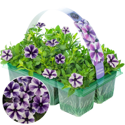 Petunia Starfish Basket Plants | Petunia – Gardeners Dream