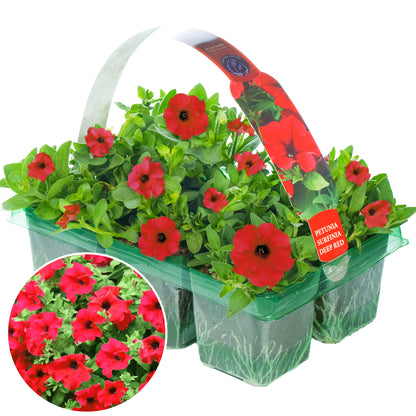 Petunia Surfinia Deep Red Basket Plants | Petunia – Gardeners Dream