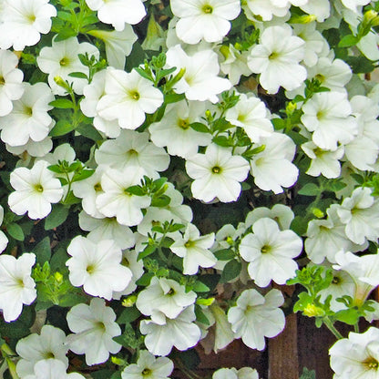 Petunia Surfinia White Basket Plants | Petunia – Gardeners Dream