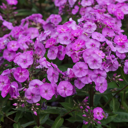 Phlox 'Ka-Pow Lavender' | Garden Phlox – Gardeners Dream