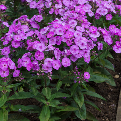 Phlox 'Ka-Pow Lavender' | Garden Phlox – Gardeners Dream