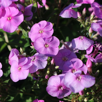 Phlox 'Ka-Pow Lavender' | Garden Phlox – Gardeners Dream
