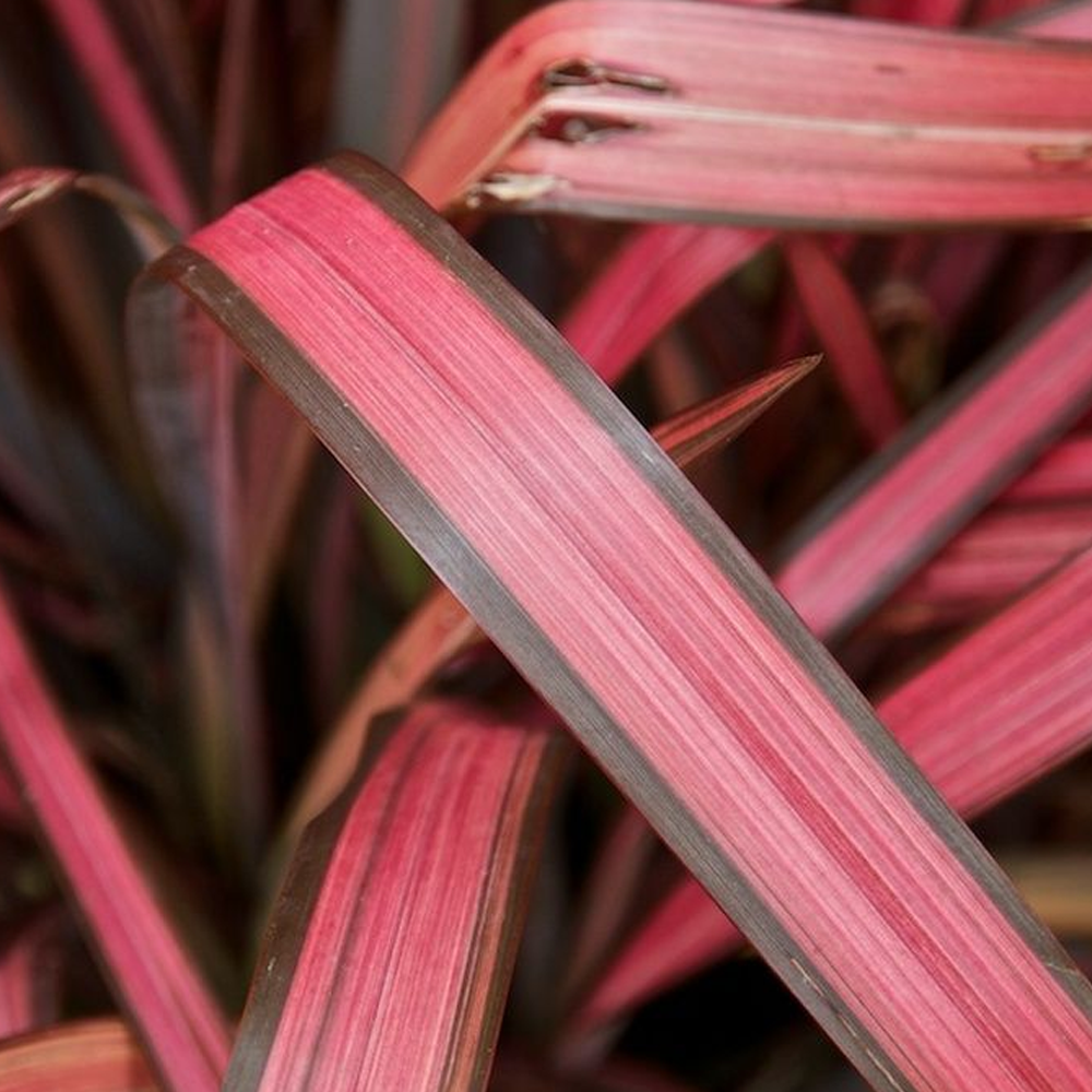 Phormium 'Evening Glow' | New Zealand Flax – Gardeners Dream