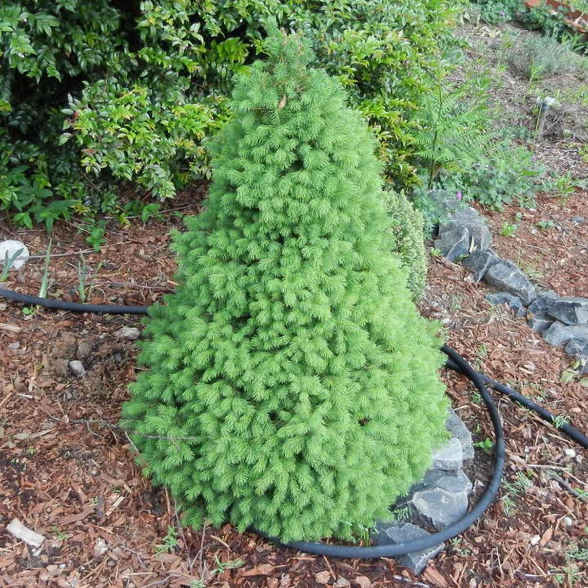 Picea 'Conica' | White Spruce – Gardeners Dream