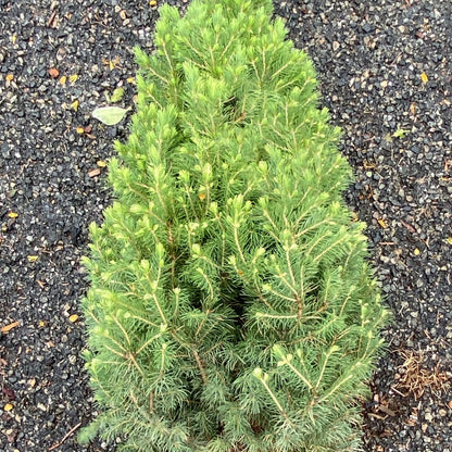 Picea Glauca Conica | Picea glauca 'Conica' – Gardeners Dream