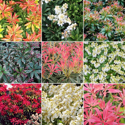 Pieris Mix | Lily of the Valley – Gardeners Dream