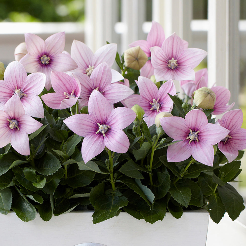 Platycodon 'Pink' | Balloon Flower – Gardeners Dream