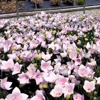 Platycodon 'Pink' | Balloon Flower – Gardeners Dream