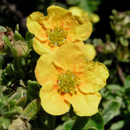 Potentilla 'Mango Tango' | Shrubby Cinquefoil – Gardeners Dream