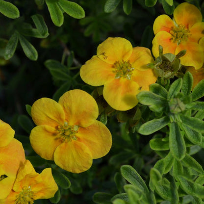 Potentilla 'Mango Tango' | Shrubby Cinquefoil – Gardeners Dream