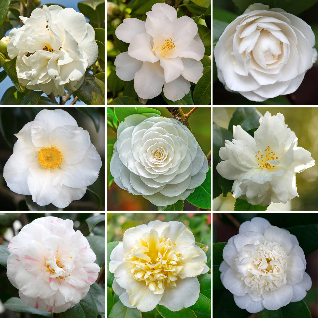 Camellia White | Camellia – Gardeners Dream