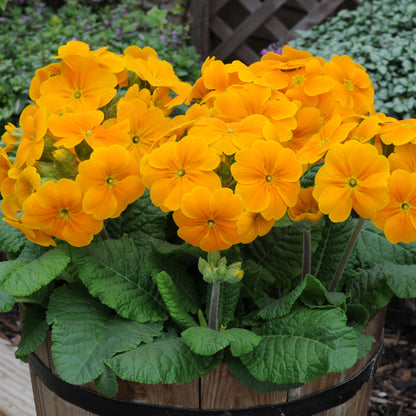 Primrose Orange Bedding Plants | Common Primrose – Gardeners Dream