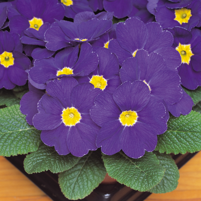 Primrose Blue Bedding Plants | Common Primrose – Gardeners Dream