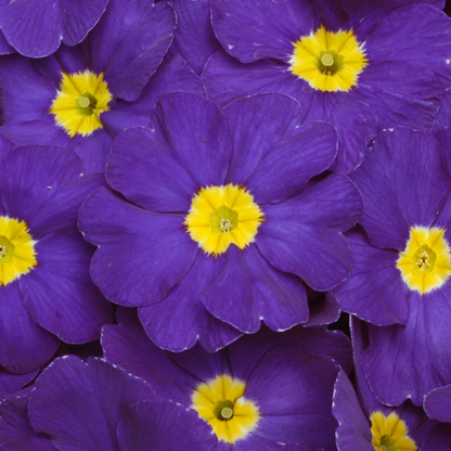 Primrose Blue Bedding Plants | Common Primrose – Gardeners Dream