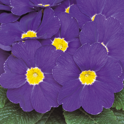 Primrose Blue Bedding Plants | Common Primrose – Gardeners Dream