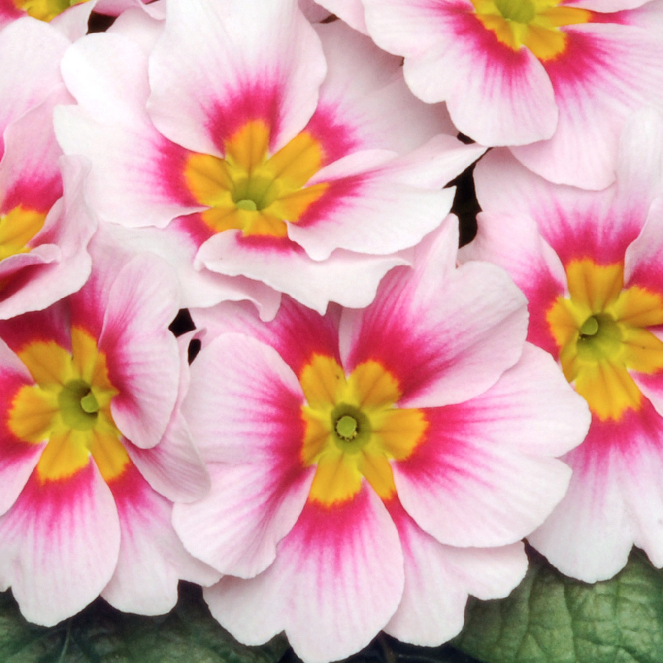 Primrose Apple Blossom Bedding Plants | Common Primrose – Gardeners Dream