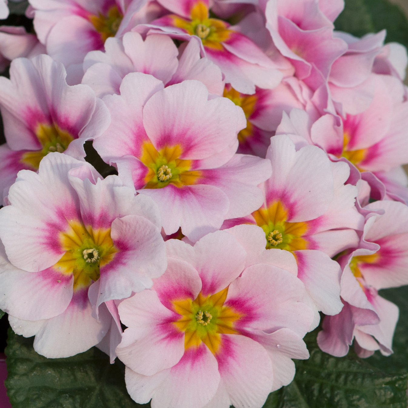 Primrose Apple Blossom Bedding Plants | Common Primrose – Gardeners Dream