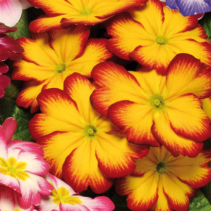 Primrose Bicolour Mixed Bedding Plants | Common Primrose – Gardeners Dream