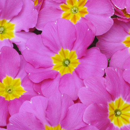 Primrose Pink Bedding Plants | Common Primrose – Gardeners Dream