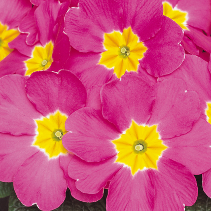 Primrose Pink Bedding Plants | Common Primrose – Gardeners Dream