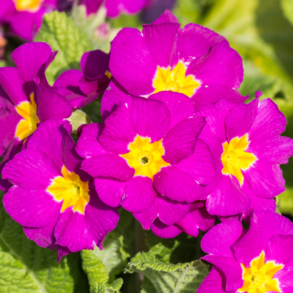 Primrose Purple Bedding Plants | Common Primrose – Gardeners Dream