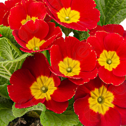 Primrose Red Bedding Plants | Common Primrose – Gardeners Dream