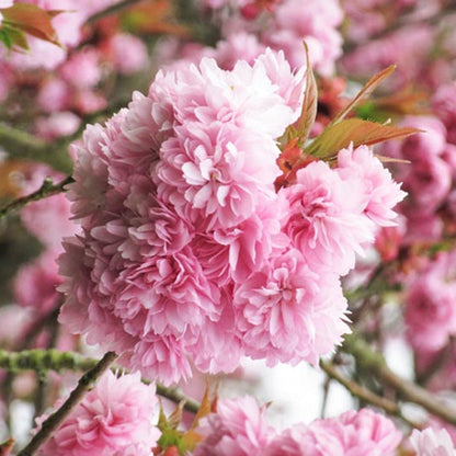 Prunus 'Asano' | Japanese Flowering Cherry Tree – Gardeners Dream
