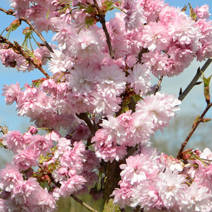 Prunus 'Asano' | Japanese Flowering Cherry Tree – Gardeners Dream