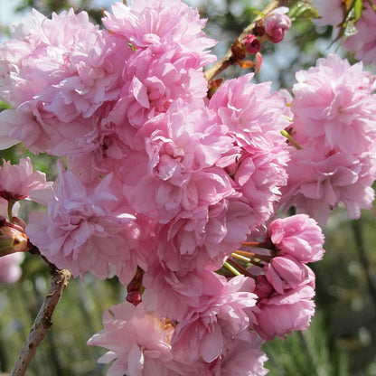 Prunus 'Kiku-shidare-zakura' Patio Tree | Weeping Cherry Tree ...