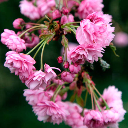 Prunus 'Kiku-shidare-zakura' Patio Tree | Weeping Cherry Tree ...