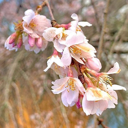 Prunus 'Marie Mallet' | Flowering Cherry Blossom Tree – Gardeners Dream