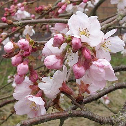 Prunus 'Marie Mallet' | Flowering Cherry Blossom Tree – Gardeners Dream