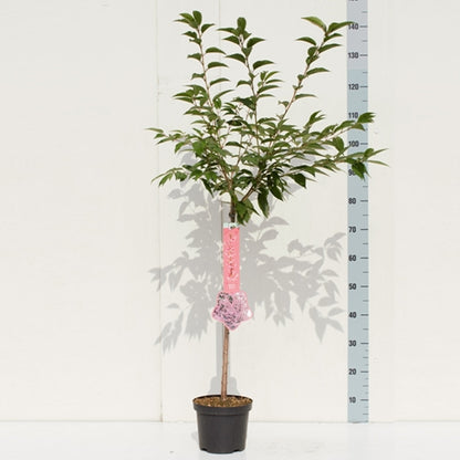 Prunus 'Okamé' Patio Tree | Flowering Cherry Blossom Tree – Gardeners Dream