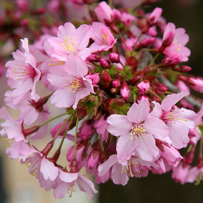 Prunus 'Okamé' Patio Tree | Flowering Cherry Blossom Tree – Gardeners Dream