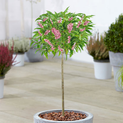 Prunus 'Okamé' Patio Tree | Flowering Cherry Blossom Tree – Gardeners Dream