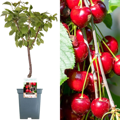 Cherry 'Regina' Patio Tree | Cherry Tree – Gardeners Dream
