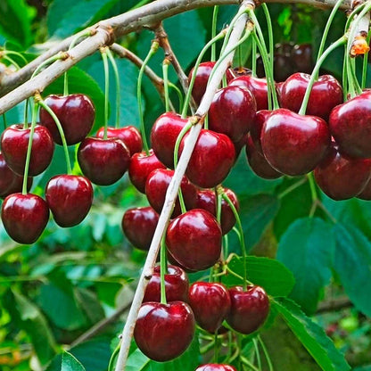 Cherry 'Regina' Patio Tree | Cherry Tree – Gardeners Dream