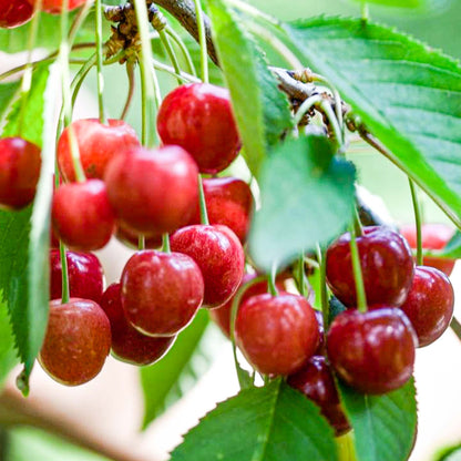 Cherry 'Regina' Patio Tree | Cherry Tree – Gardeners Dream