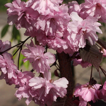Prunus 'Royal Burgundy' Patio Tree | Purple Leaf Flowering Cherry Tree ...