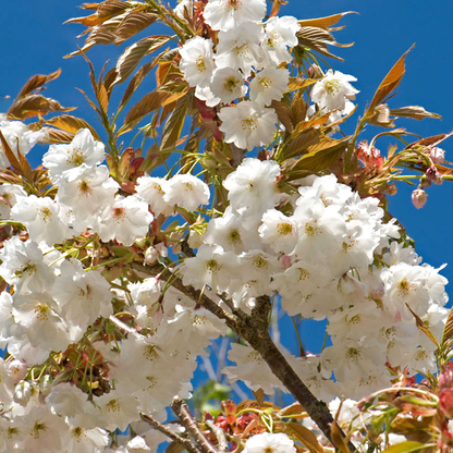 Prunus 'Fragrant Cloud' | Flowering Cherry Blossom Tree – Gardeners Dream
