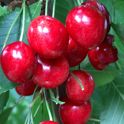 Cherry 'Summer Sun' | Cherry Tree – Gardeners Dream