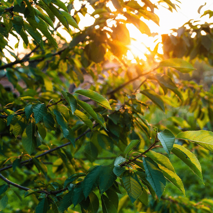 Cherry 'Summer Sun' | Cherry Tree – Gardeners Dream