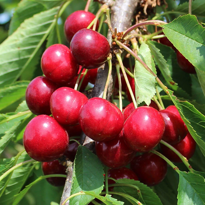 Cherry 'Summer Sun' | Cherry Tree – Gardeners Dream