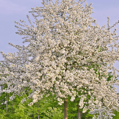 Cherry 'Summer Sun' | Cherry Tree – Gardeners Dream