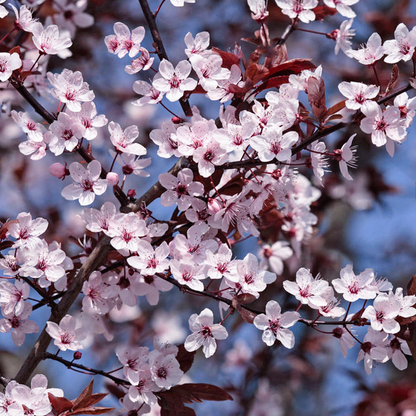 Prunus 'Princess' | Cherry Plum Tree – Gardeners Dream