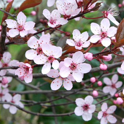 Prunus 'Princess' | Cherry Plum Tree – Gardeners Dream