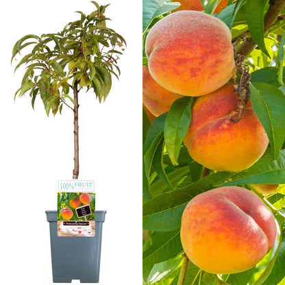 Peach 'Suncrest' Patio Tree | Peach Tree – Gardeners Dream